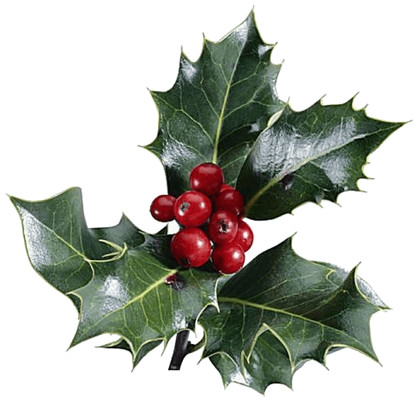Holly Leaves & Berrys [small] - Kowethas Ertach Kernow