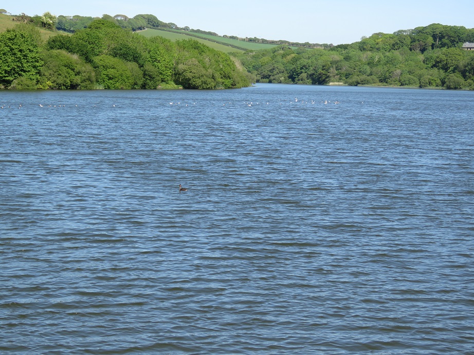 Birds on Porth Reservoir - Kowethas Ertach Kernow
