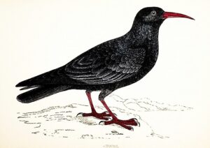 19th century drawing of Cornish Chough by Alexander Francis Lydon (1836 ...